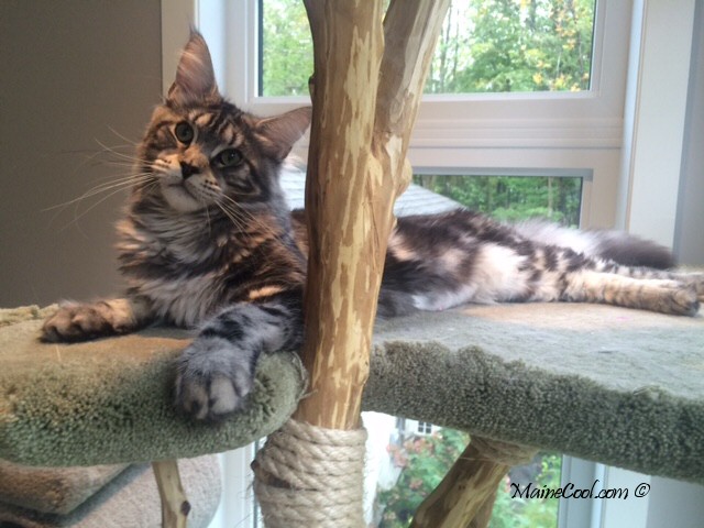 Élevage – Chatterie Maine Cool – Maine Coon