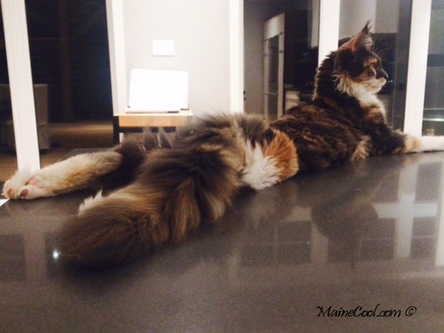 Le chat Maine Coon, ce doux géant, affectueux et sans malice ...